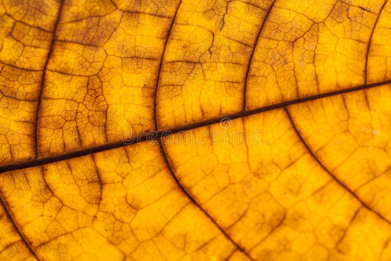 Yellow leaf stock photo. Image of close, natural, color - 98023484