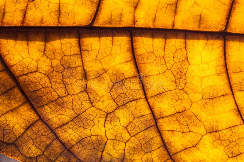 Yellow leaf stock photo. Image of outdoor, leaf, background - 98023490