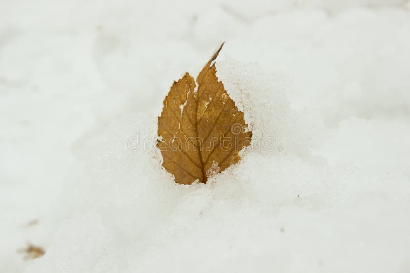 Yellow Leaf on the Snow in Cold Winter with Ice Stock Photo - Image of ...