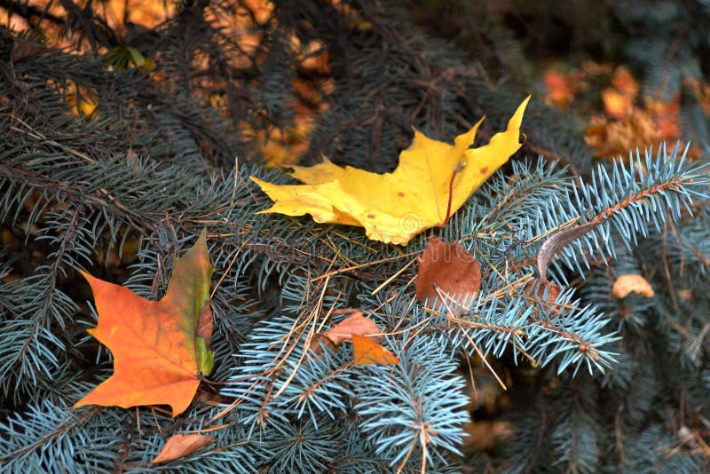 Yellow Leaf Fall Season Spruce Stock Photo - Image of background ...