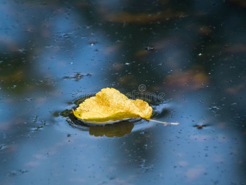 Yellow Leaf Fallen in the Puddle Stock Photo - Image of flora, fallen ...