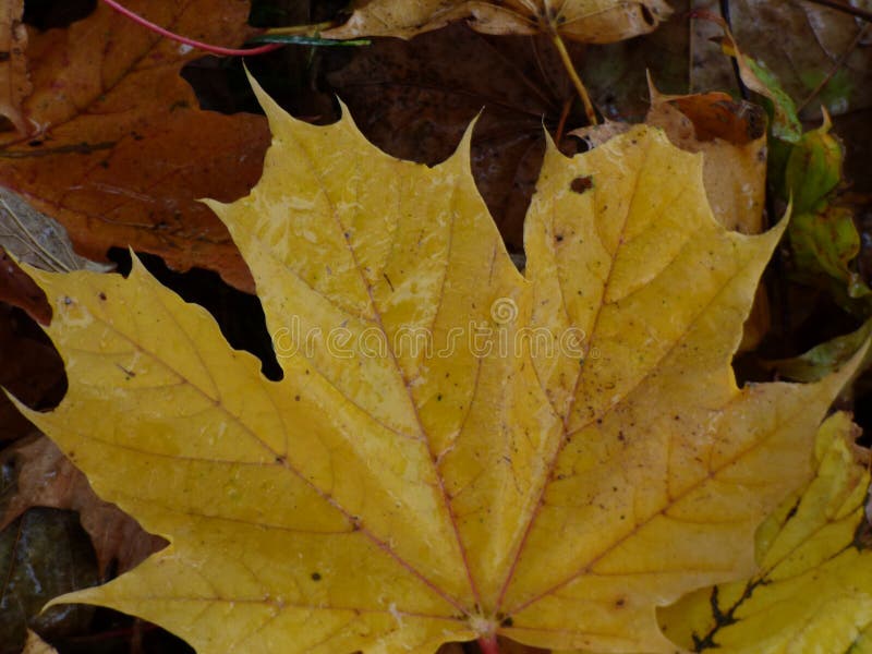 Crisp Yellow Leaf stock photo. Image of blossom, ground - 255125494