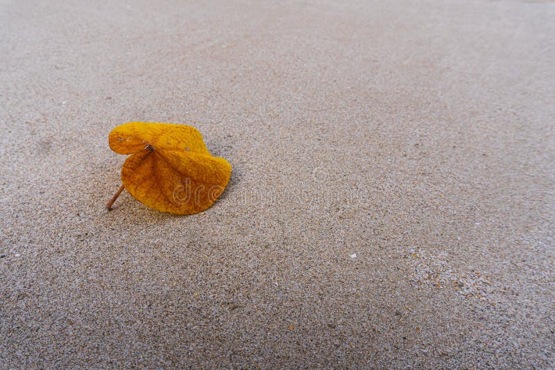 A fallen leave and sand. stock image. Image of pattern - 192195415