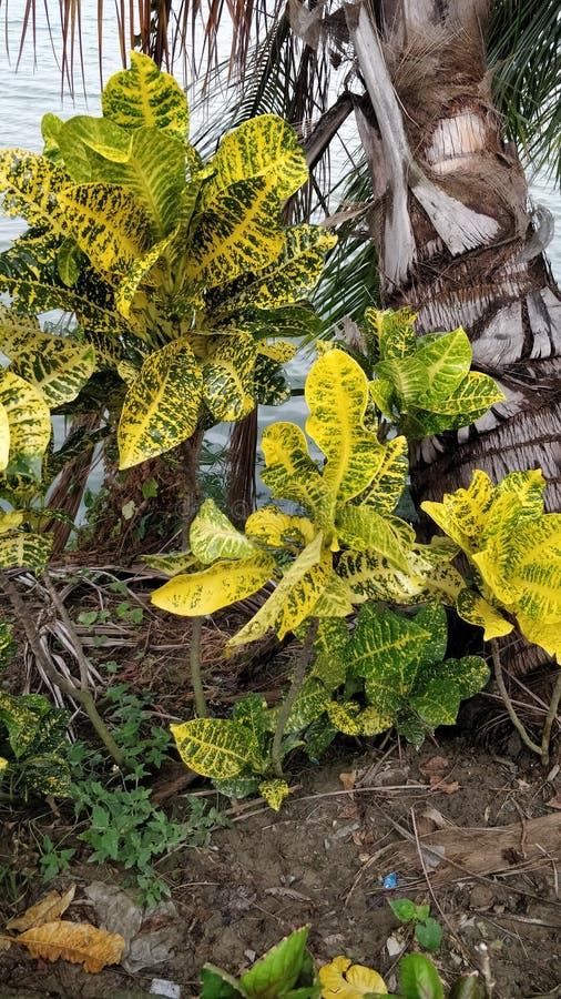 Yellow Leaf Flower in Group Stock Photo - Image of woodland, wildflower ...