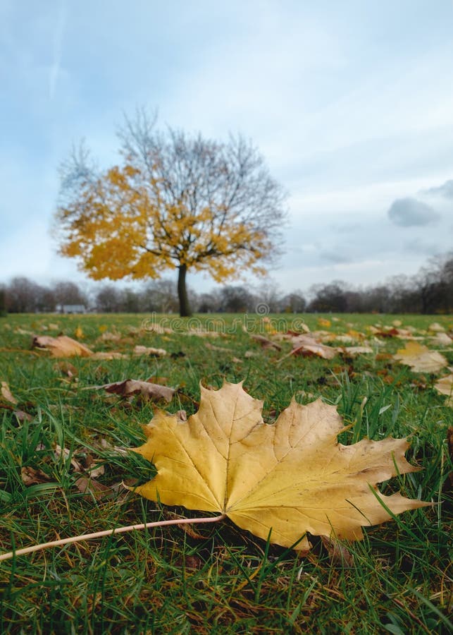 Yellow Leaf in the Foreground and Tree Stock Image - Image of foliage ...