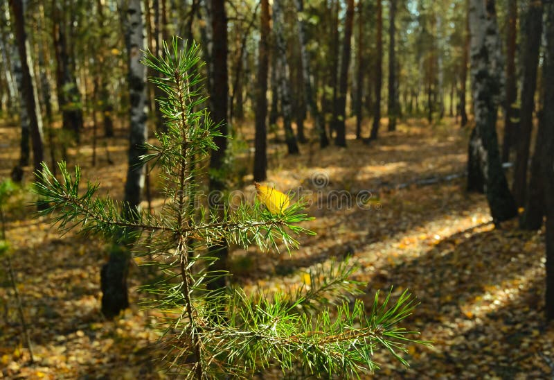 Yellow Leaf on the Green Needles of a Pine Tree in the Thicket of the ...