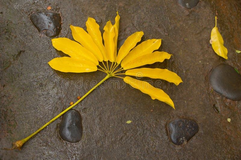 Yellow leaf stock image. Image of yellow, branch, object - 36241985