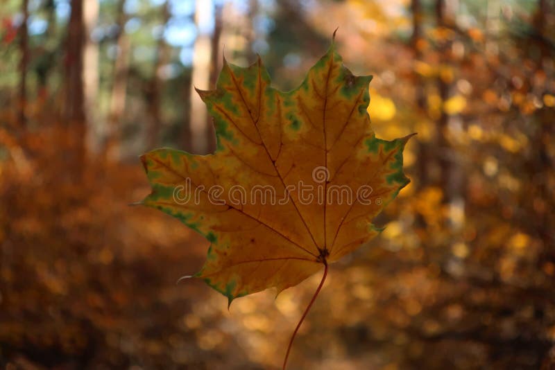 Autumn walk stock image. Image of leaves, shadows, golden - 160983289