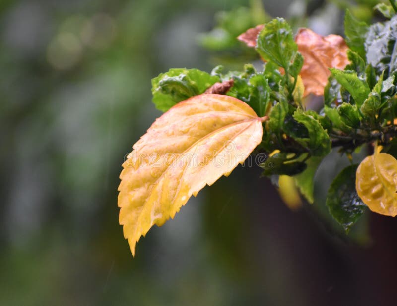 Yellow Leaf of a Hibiscus Plant in a Garden Stock Photo - Image of ...