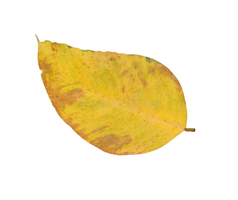 Yellow Leaf Isolated on a White Background Stock Photo - Image of ...