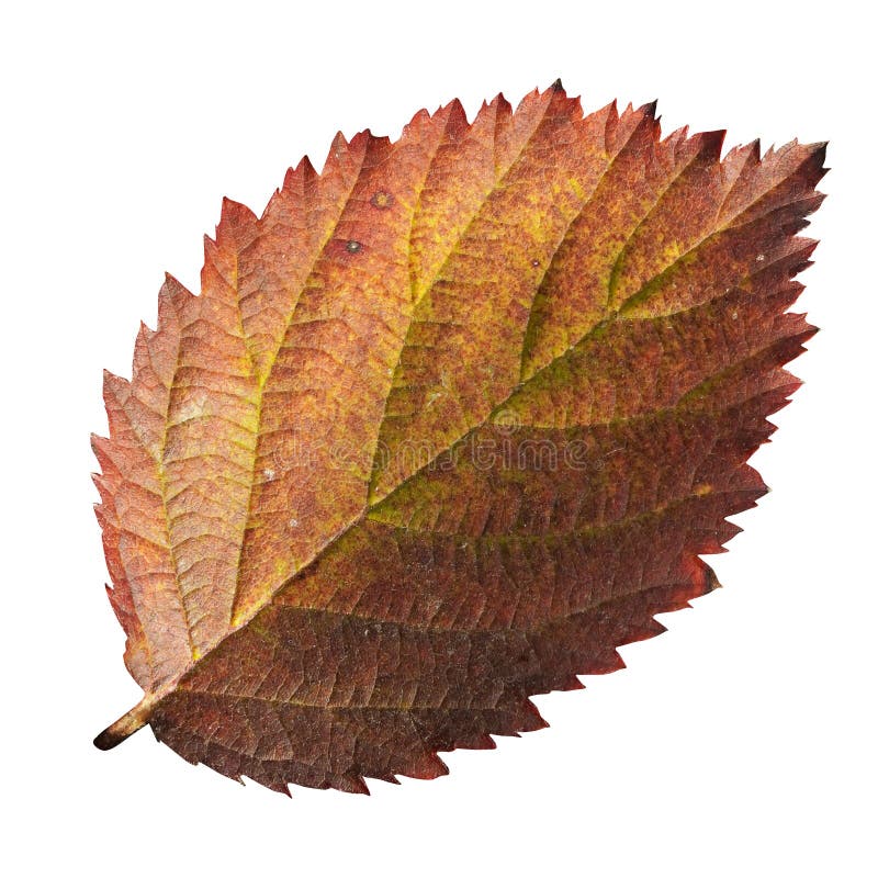 Yellow Leaf Isolated on a White Background Stock Photo - Image of ...