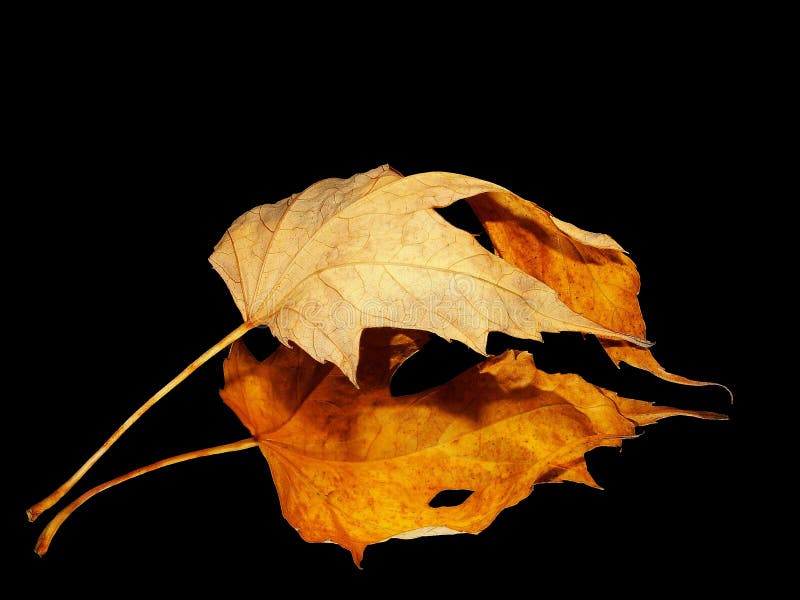 Yellow Leaf with Its Reflection Stock Photo - Image of clean ...