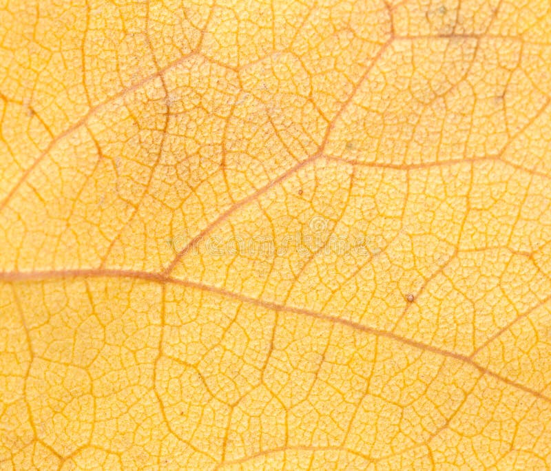 Yellow leaf stock photo. Image of botanical, ecology - 64431442