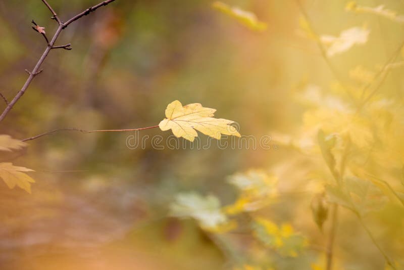 Yellow Leaf of Maple on Blurry Autumn Background in Warm Colors_ Stock ...