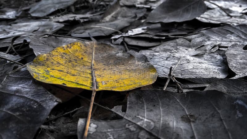 Yellow leaf of Pipal stock photo. Image of flowers, dried - 141277924