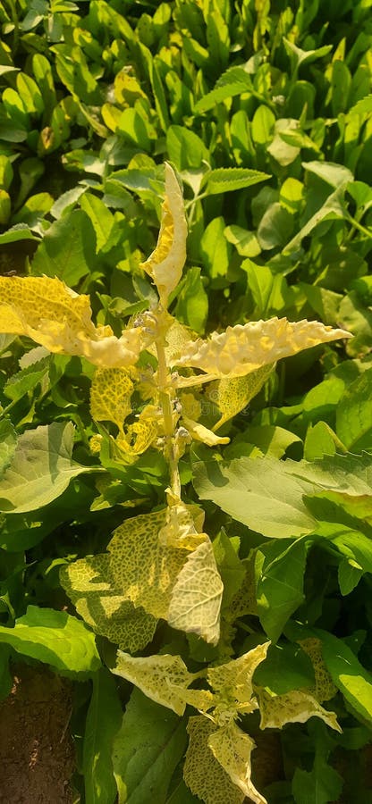 Yellow Leaf Plant.Spinach Vegetable Plant Stock Photo - Image of shrub ...