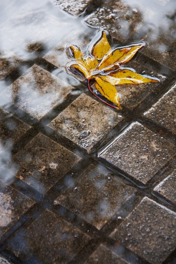 Yellow leaf in a puddle stock image. Image of yellow - 27197289