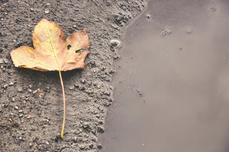 Yellow leaf and puddle stock photo. Image of water, dirty - 122435302