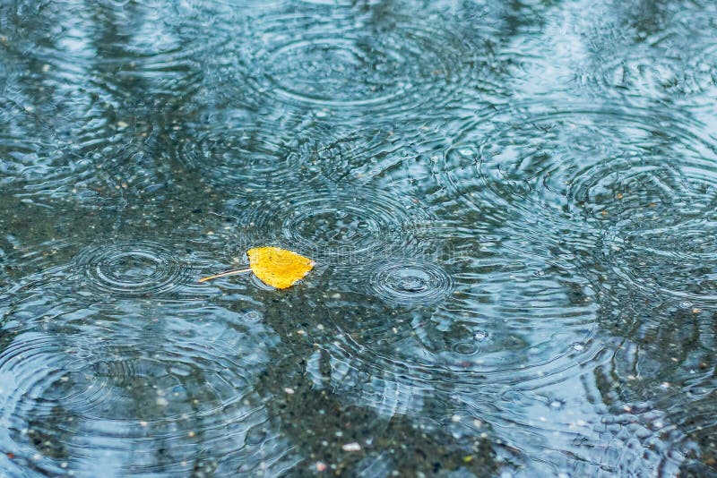 Puddle during the Rain on a Grassy Road Stock Photo - Image of park ...