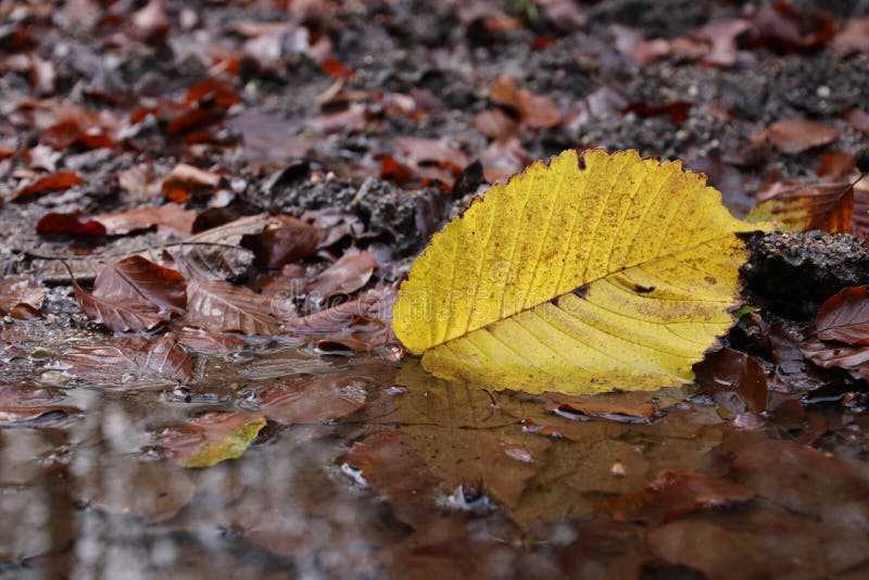 A yellow leaf in a puddle stock image. Image of mirroring - 162978219