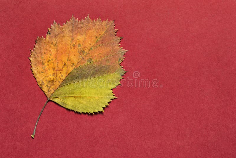 Yellow Leaf on Red Background Stock Photo - Image of yellow, season ...