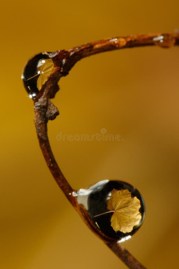 Yellow Leaf Reflection in Droplets Stock Image - Image of leaf ...