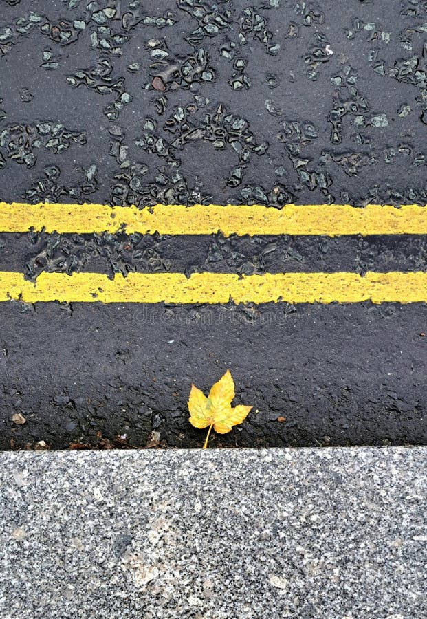 Yellow leaf on road stock photo. Image of contrast, road - 260386106