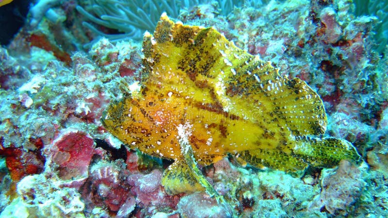 Yellow Leaf Scorpion Fish, Maldives Stock Photo - Image of indian, leaf ...