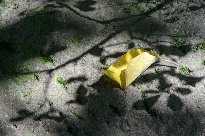Yellow leaf on stone stock photo. Image of golden, drought - 82992564