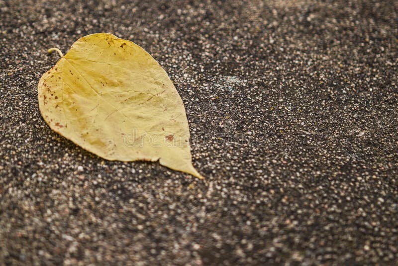 Yellow Leaf on the Stone Wall Stock Photo - Image of grey, texture ...