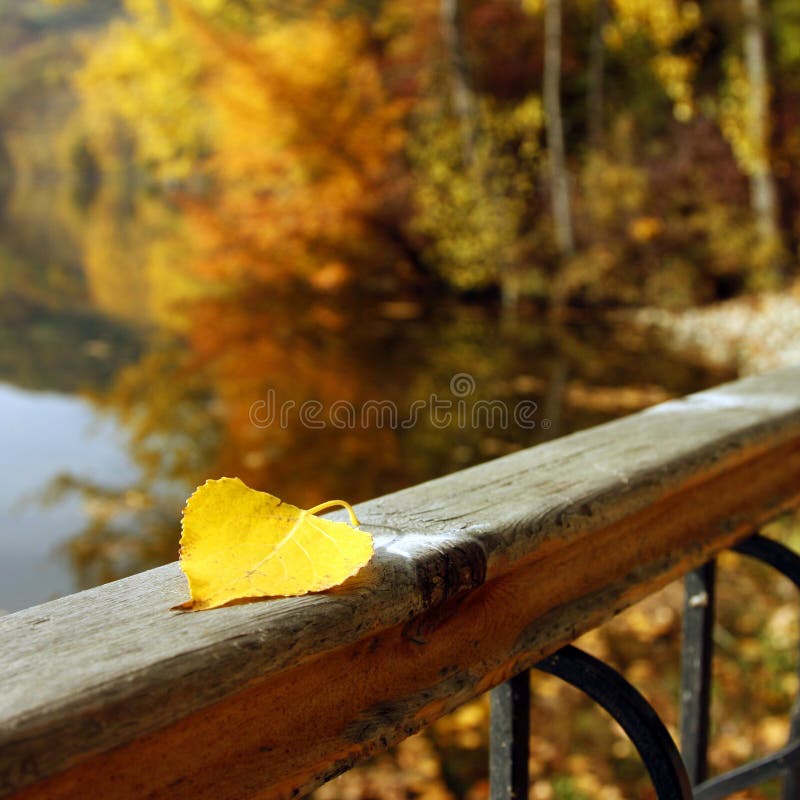 Yellow Leaf in a Sunny Day of Autumn Stock Photo - Image of leaf, lake ...