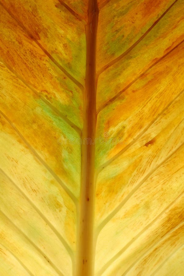 Yellow leaf texture stock photo. Image of green, forest - 15451866