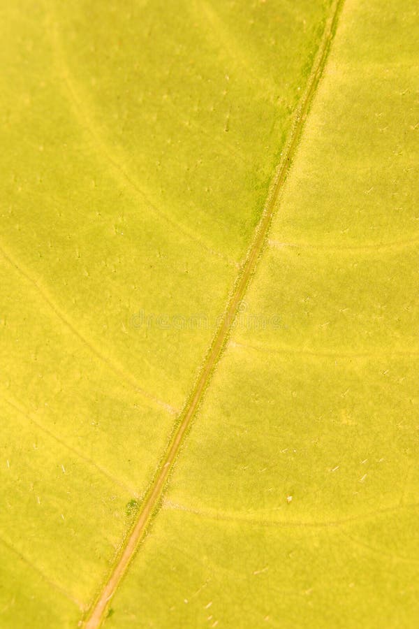 Yellow Leaf Texture stock image. Image of nature, leafs - 24109