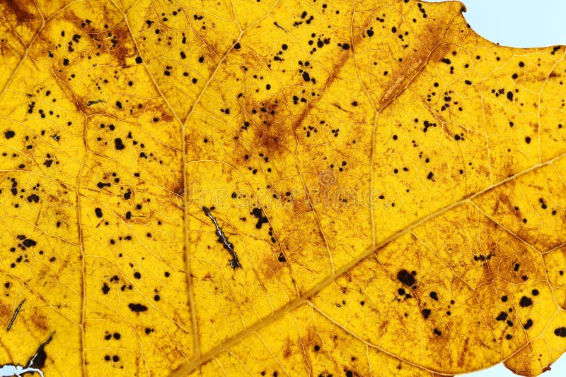 Abstract Yellow Leaf Texture Stock Photo - Image of autumn, fall: 133420510