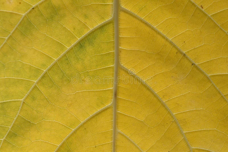 Yellow Leaf Texture Macro Background and Wallpaper Stock Photo - Image ...