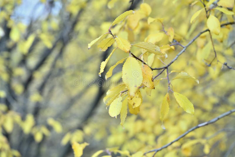Yellow Leaf on a Tree in Autumn Stock Photo - Image of print, autumn ...