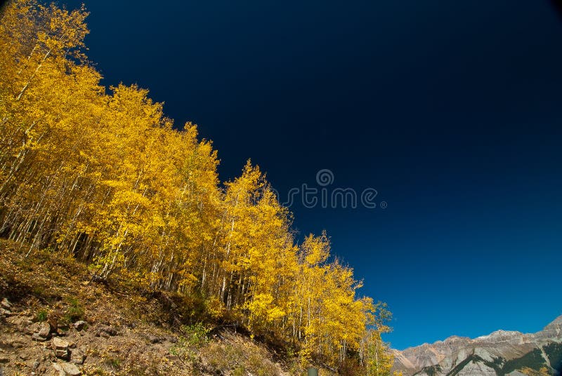 Yellow Leaf Tree On Brown Mountain Slope Stock Photo - Image of ...