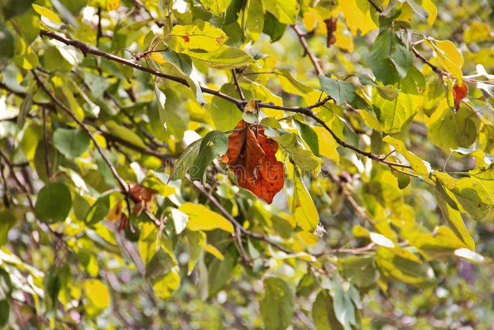 Yellow Leaf on a Tree in the Fall Stock Image - Image of health, girl ...