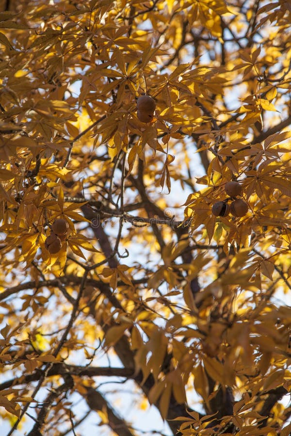Yellow Leaf Tree during Fall in Vancouver Canada Stock Image - Image of ...