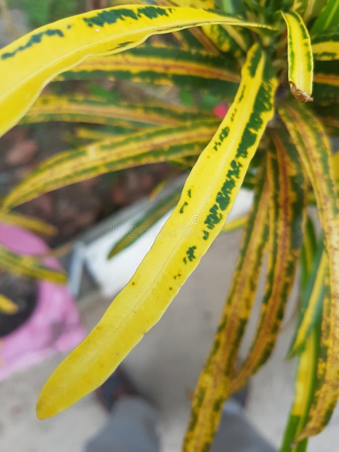 Yellow Leaf stock image. Image of yellow, leaf, tree - 89141105