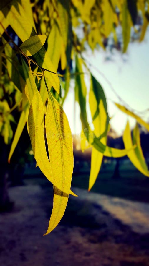 Yellow Leaf wallpaper stock image. Image of leaf, wallpaper - 161409987