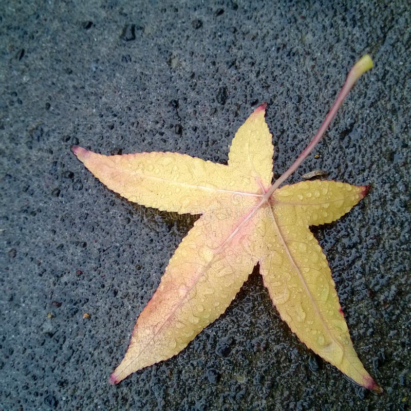 352 Five Pointed Leaf Stock Photos - Free & Royalty-Free Stock Photos ...