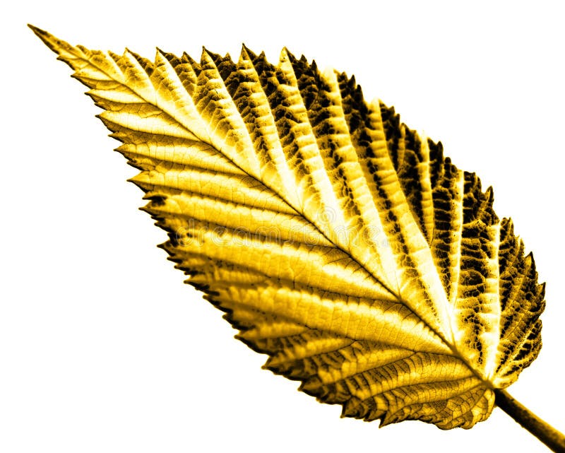 Yellow Leaf on White Background Stock Photo - Image of autumnal ...