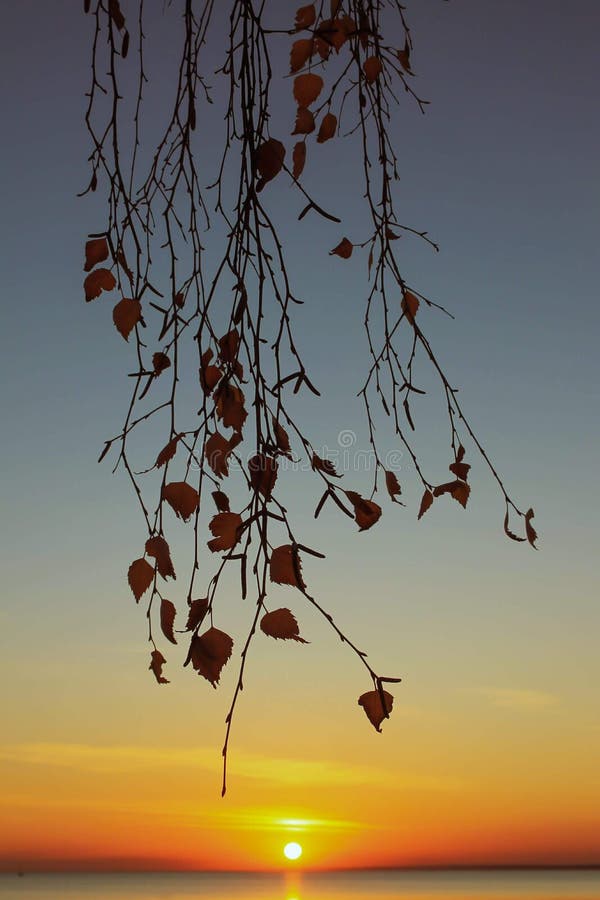Yellow Leafed Plants on River Backdrop in Sunset. Fall Nature. Stock ...