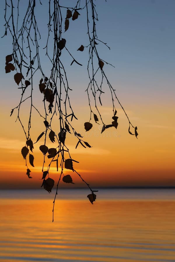 Yellow Leafed Plants on River Backdrop in Sunset. Fall Nature. Stock ...