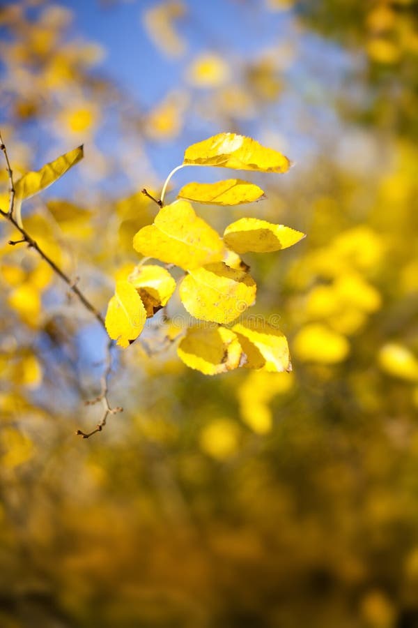 Yellow leafs stock image. Image of leaf, isolated, colored - 11699691