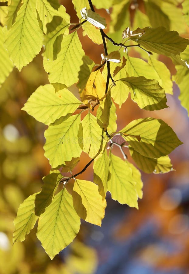 Yellow Leafs on Lime Tree Branch during Autumn Stock Photo - Image of ...