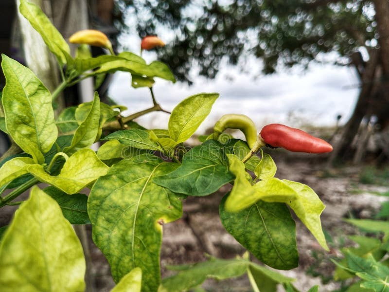 Yellow leafy chili tree stock photo. Image of islands - 347369468
