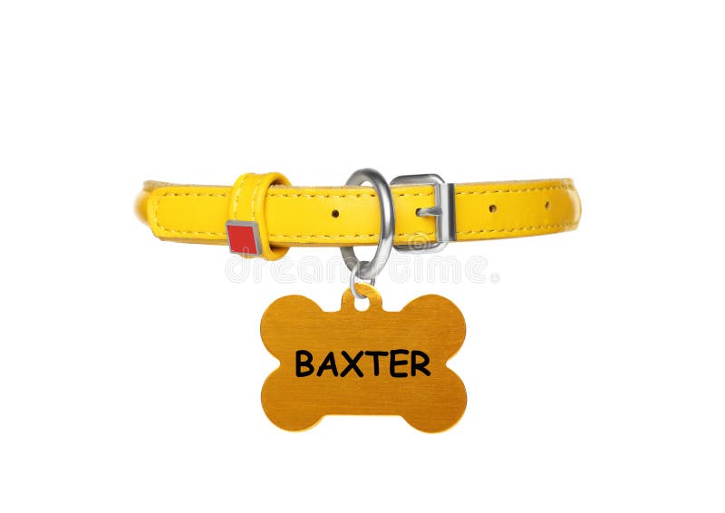 Yellow Leather Dog Collar with Bone Shaped Tag Isolated on White Stock ...