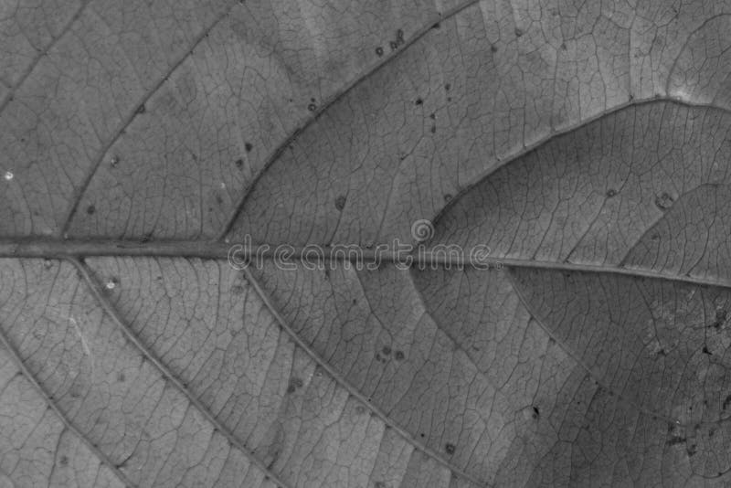 Yellow leave close up stock image. Image of leave, close - 197045187